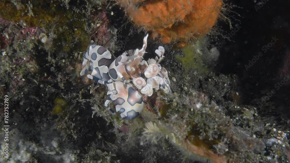 Close-up of spotted shrimp sitting on the colorful bottom of a tropical ...