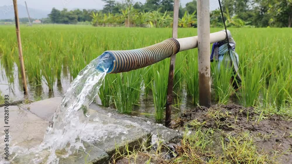 Irrigation of rice fields using pump wells with the technique of ...