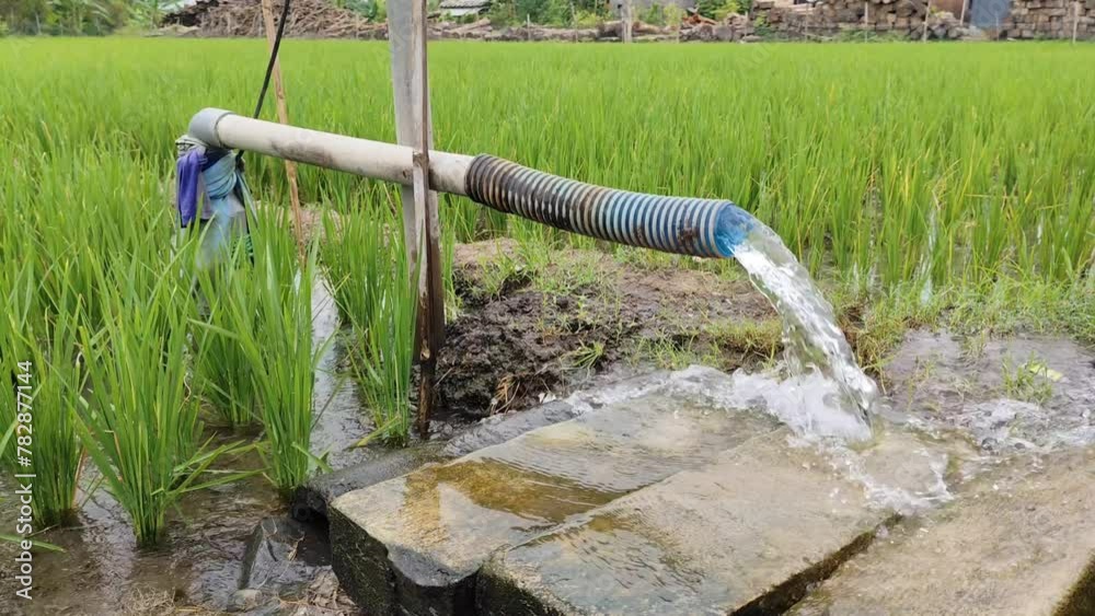 Irrigation of rice fields using pump wells with the technique of ...