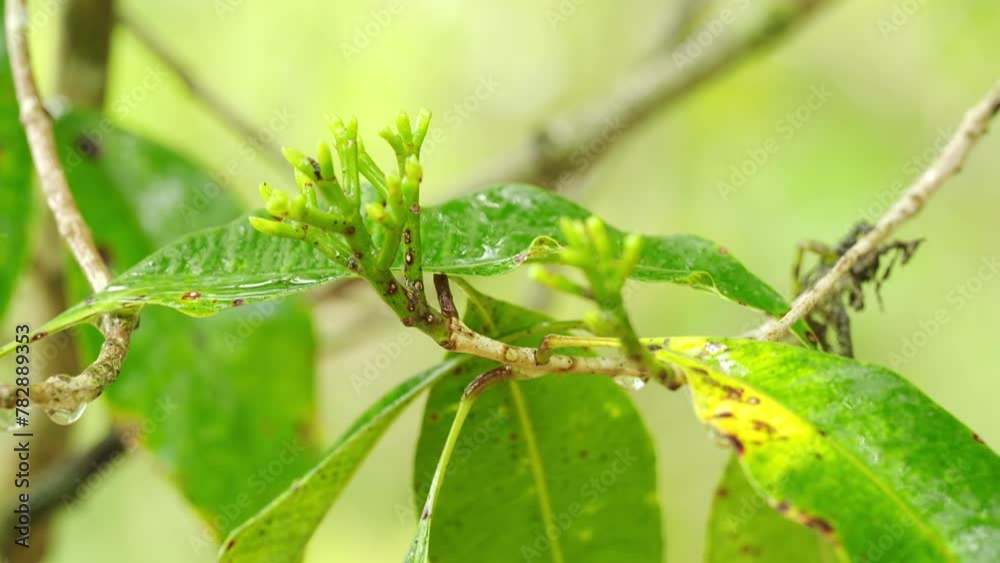 newly growing cluster of clove buds on syzygium aromaticum tree, pre ...