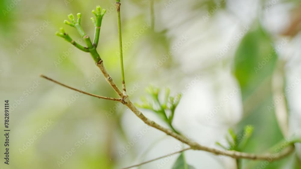 clove buds beginning to form on a tree branch, early growth stage, pre ...