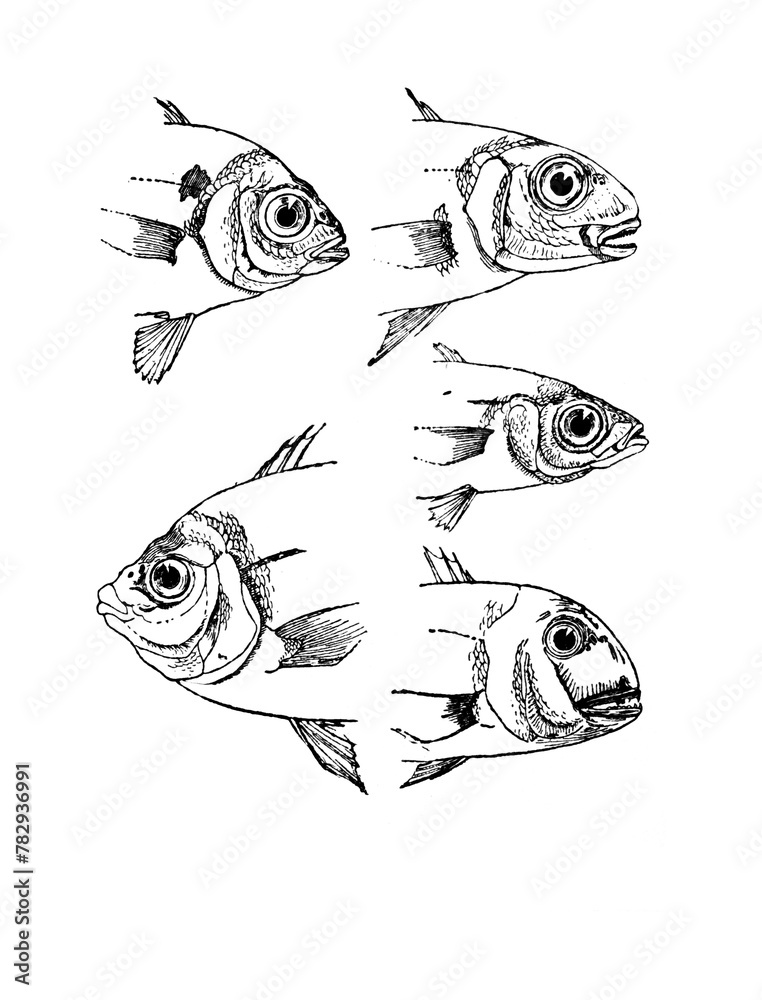 Daurade fish sketch isolated on white. Hand drawn sketch illustration ...