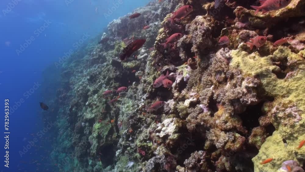 Vidéo Stock A coral reef with a variety of fish swimming around. The ...