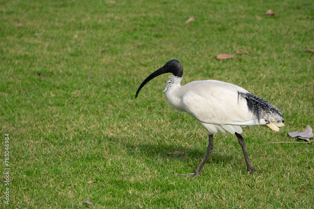 The Australian Bin Chicken the White ibis (Threskiornis molucca) is a ...