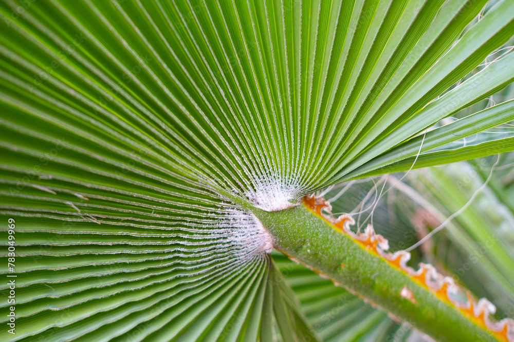 tropical leaf African Sabal fan palm close-up, natural beauty tropics ...