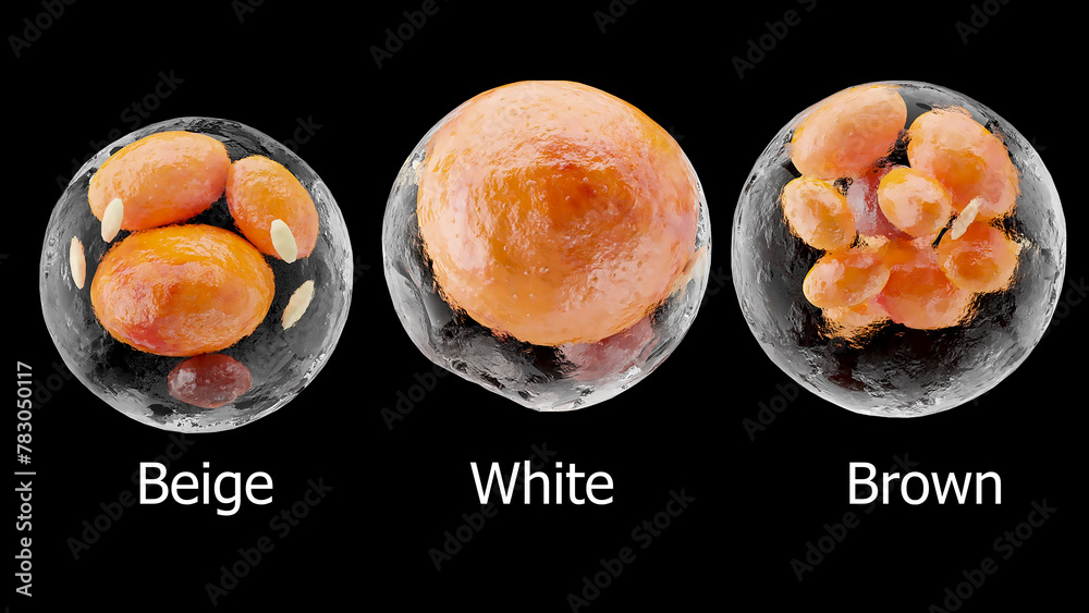 brown, beige and white fat cells, adipocyte and lipocyte, cholesterol ...