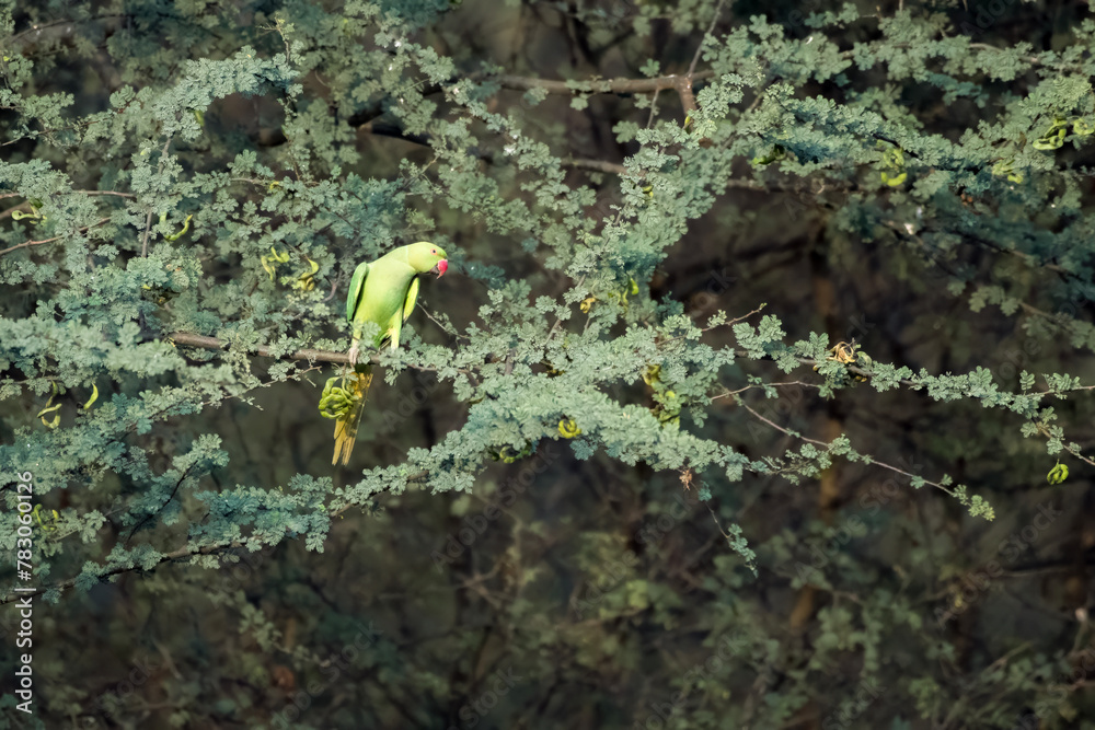 rose-ringed parakeet or Psittacula krameri, also known as the ringneck ...