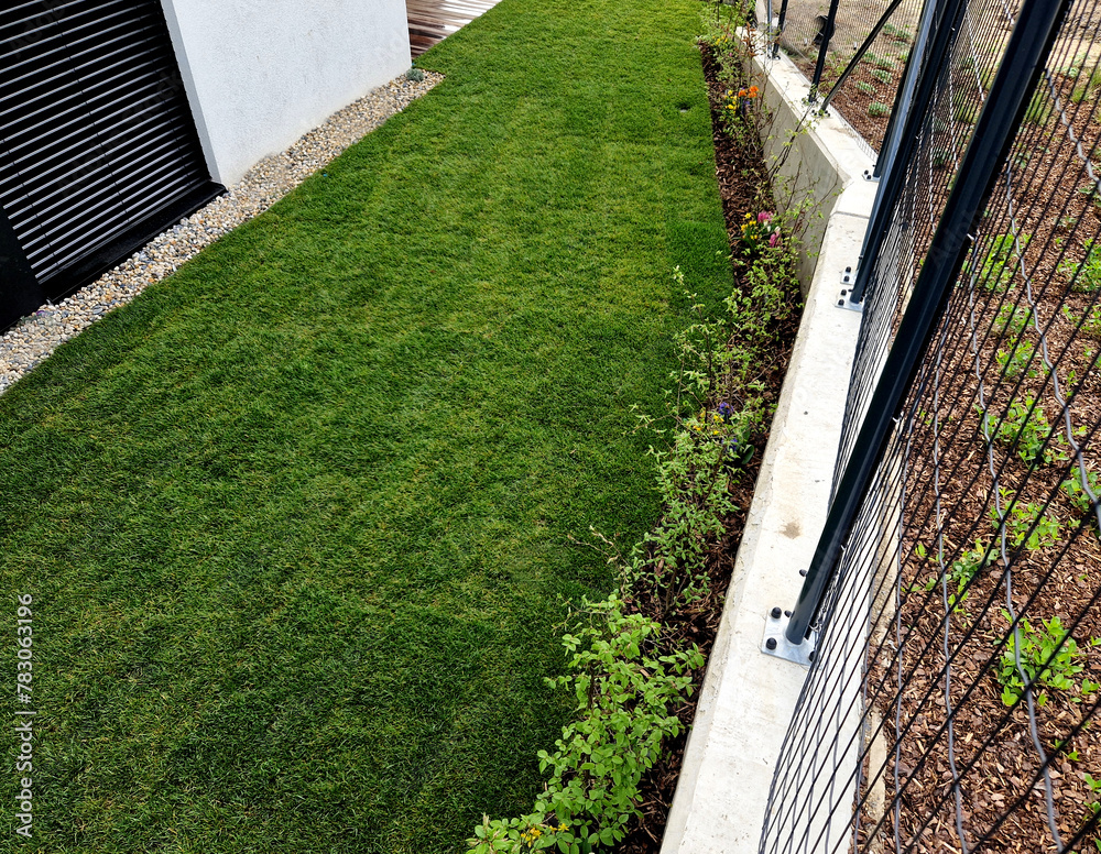 hornbeam green hedge in spring lush leaves let in light trunks and ...