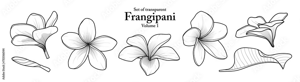 A series of isolated flower in cute hand drawn style. Frangipani in ...