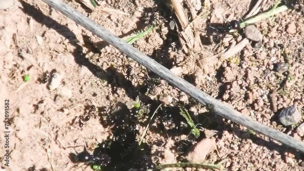 The ants work as a team, carrying sticks and plant pods into the ant ...