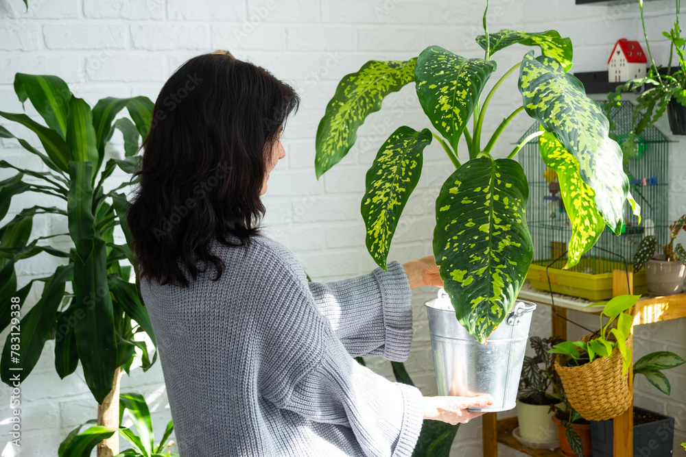 Repotting and caring home plant dieffenbachia Cheetah into new pot in ...