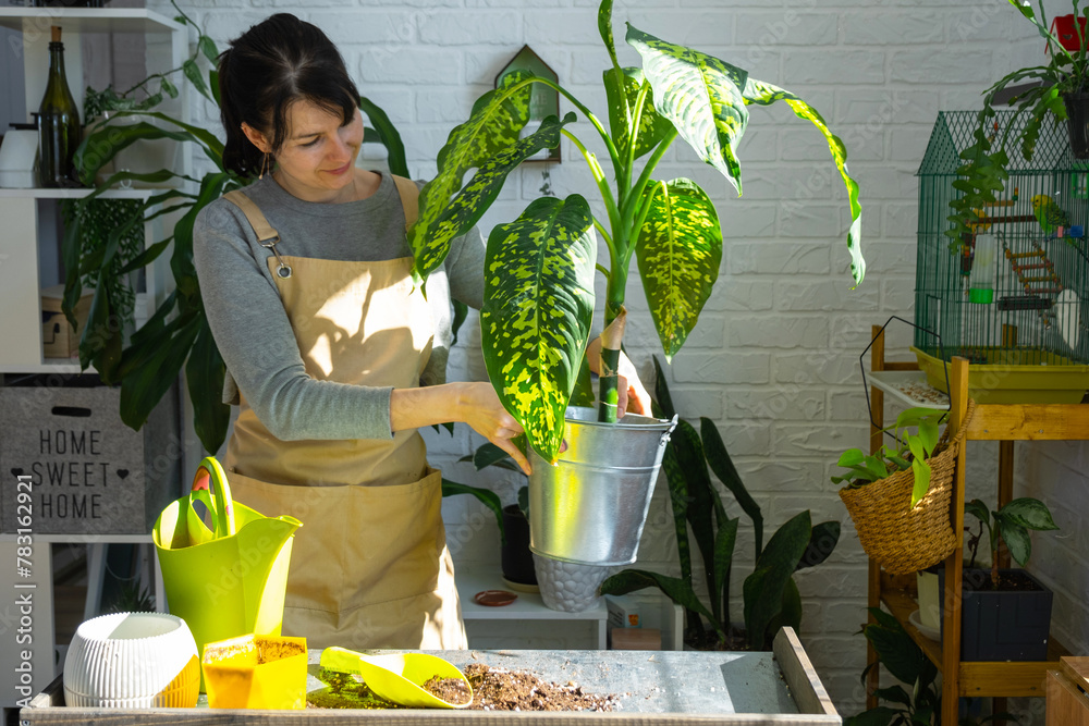 Repotting and caring home plant dieffenbachia Cheetah into new pot in ...