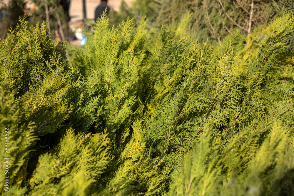 A bunch of green bushes with leaves blowing in the wind. The bushes are ...