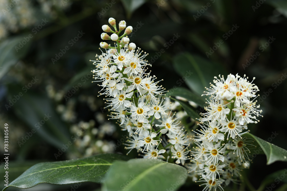 close up photo of Prunus laurocerasus, also known as cherry laurel ...