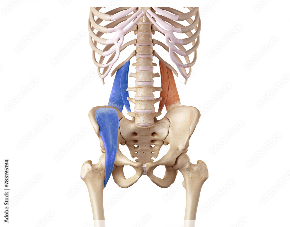 Hip and lower back of the deep front line - iliacus, quadratus lumborum ...