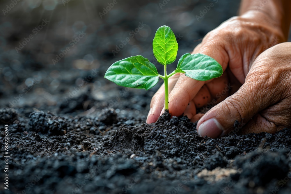 Green sprout vivid against dark soil, sustainability narrative, Gentle ...