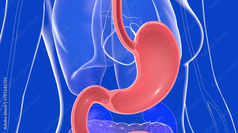 3D animation of stomach in a woman human body. And the anatomy of the ...