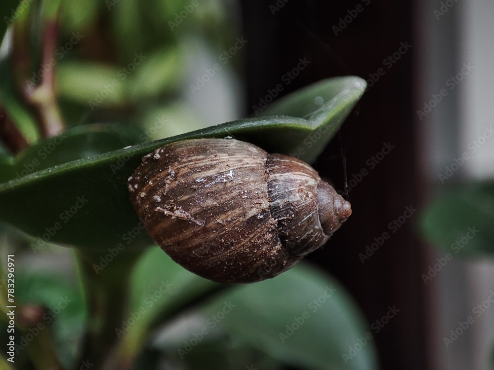 Caparazón de caracol pegado en una hoja de una planta en maceta. Stock ...