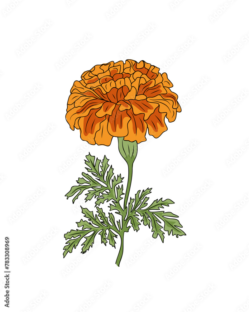 Marigold, October Birth month flower colored line art vector ...