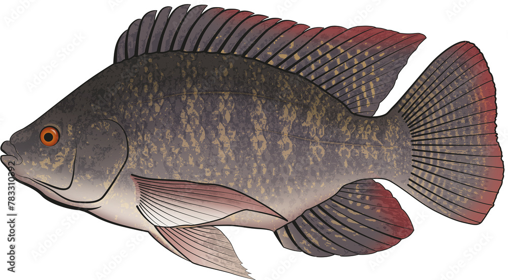 Poster Nile Tilapia (Oreochromis niloticus) illustration, freshwater ...