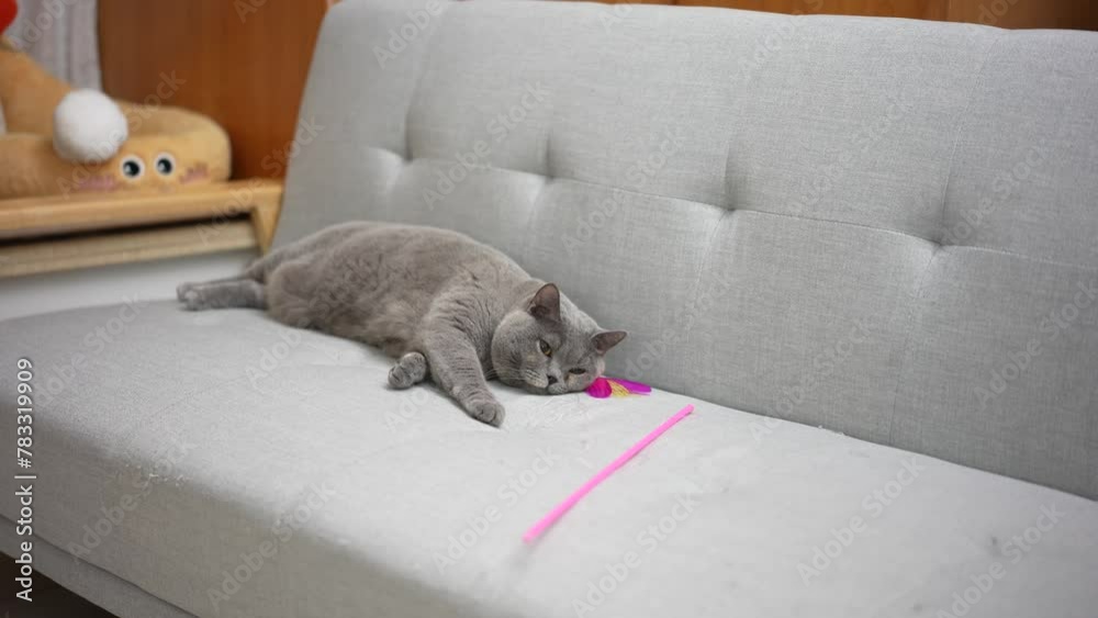 The cute fat gray British shorthair pet cat likes its owner to play ...