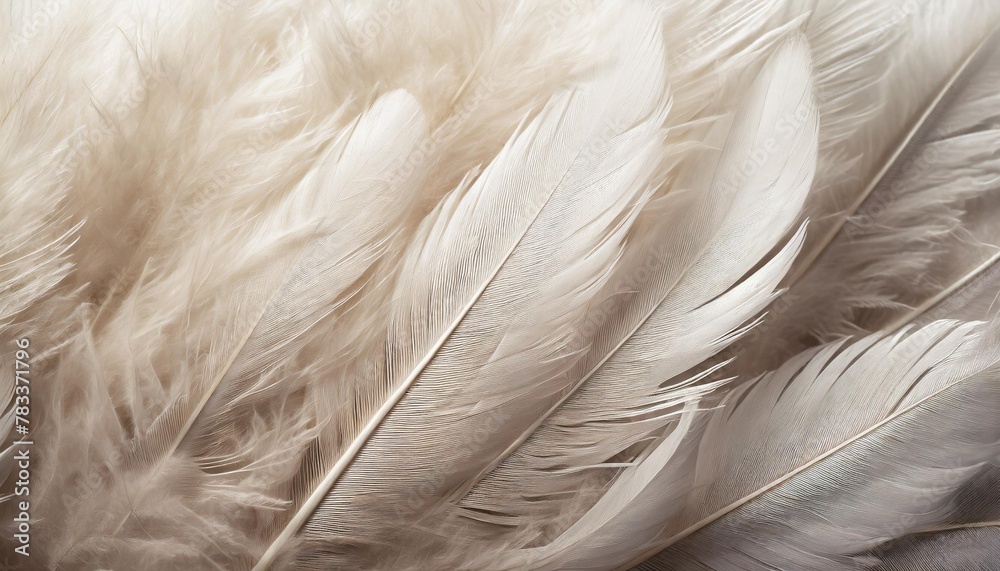 dense background of white feathers close up texture of white swan ...