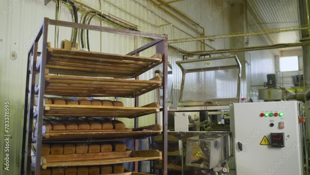 Bread production, bread trays. A bakery worker bakes loaves of bread on ...