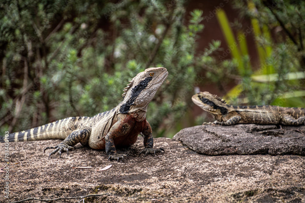Bearded Dragon lizards in the Australian bush Stock Photo | Adobe Stock