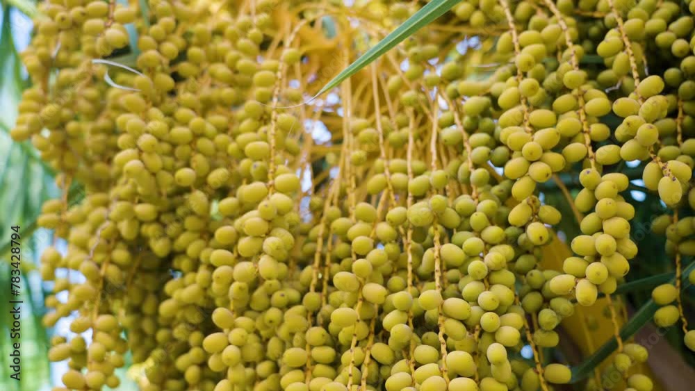 Clusters of palm tree fruits hang in the summer sun, adding a tropical ...