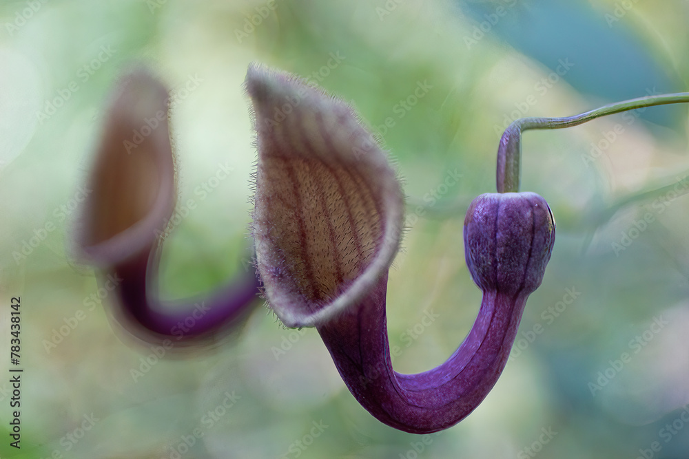 Aristolochia baetica, the Andalusian Dutchman's pipe or pipe vine ...