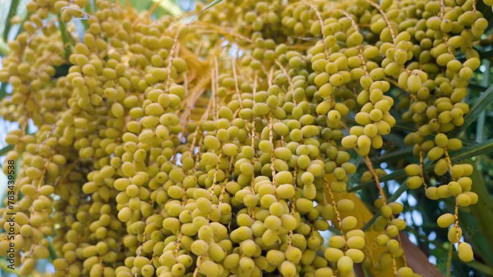 Large clusters of colorful berries hang from palm trees, adding a ...
