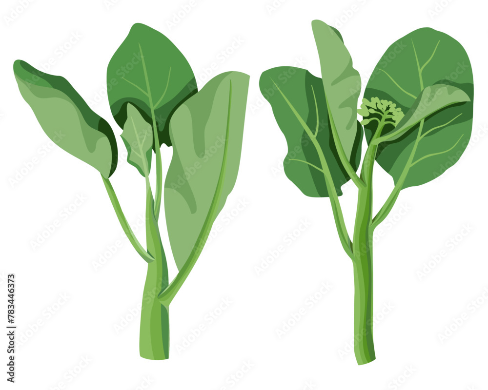 Gai Lan, Kai-Lan, Kai Lan, Chinese Broccoli, Chinese Kale, hand drawn ...