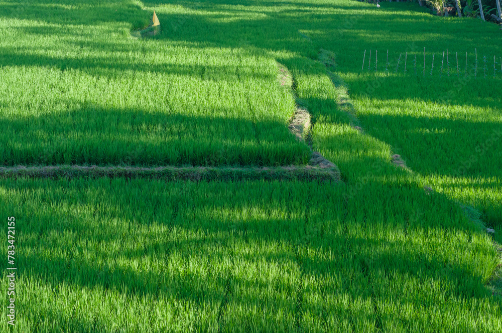 Lush green rice field under the daylight, showcasing young rice stalks ...