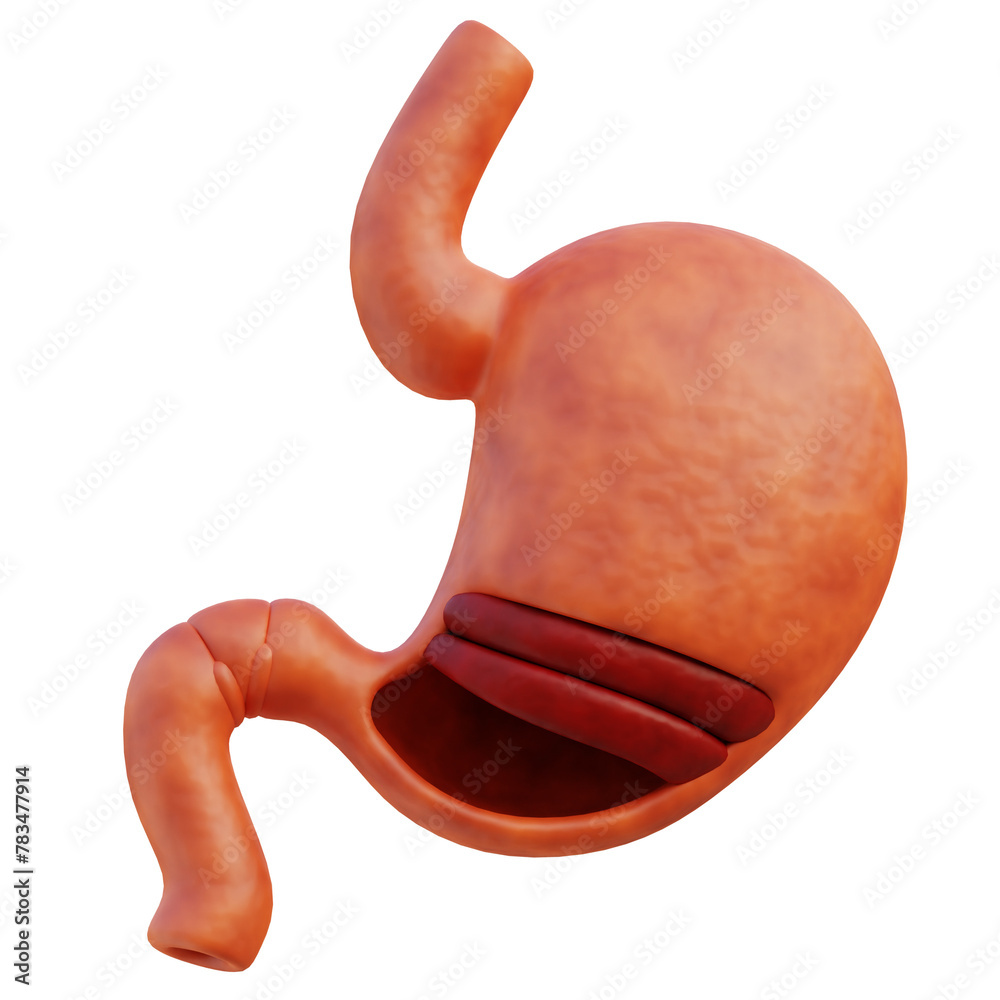 3D Human Stomach Anatomy Model Stock Illustration | Adobe Stock