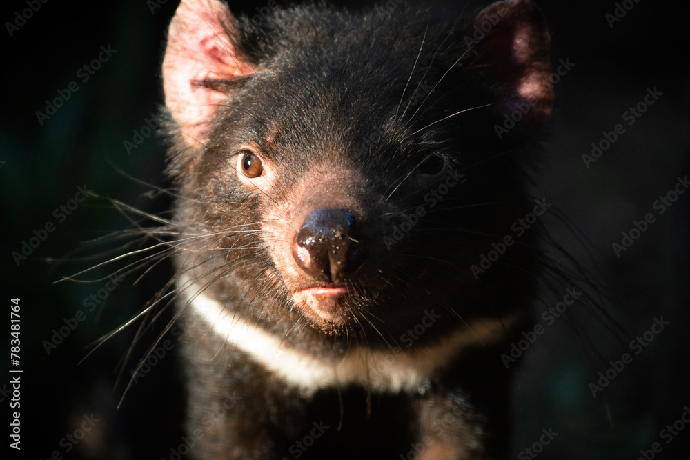 The Tasmanian devil is a carnivorous marsupial of the family Dasyuridae ...