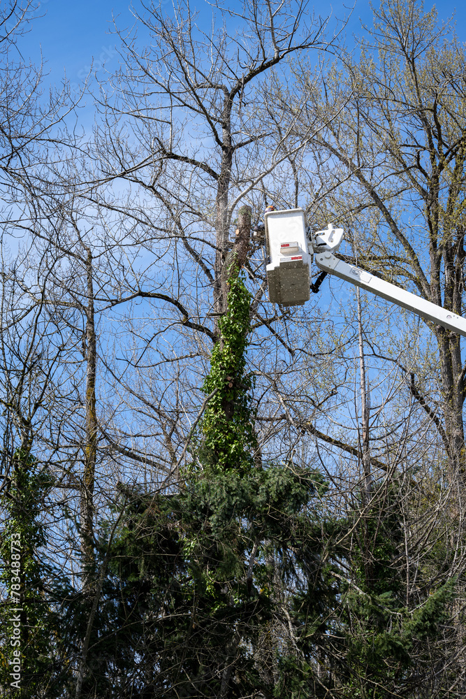 City parks worker high up in a lift bucket cutting down a windfall tree ...