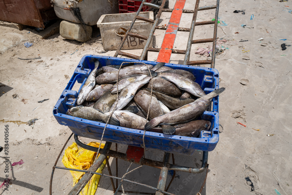 du poisson arrive sur le port de pêche traditionnel de Dakar au Sénégal ...