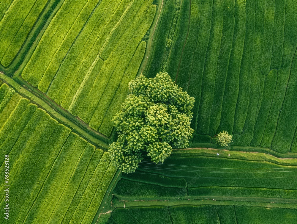 Aerial view of green rice field with trees in Thailand. Above view of ...