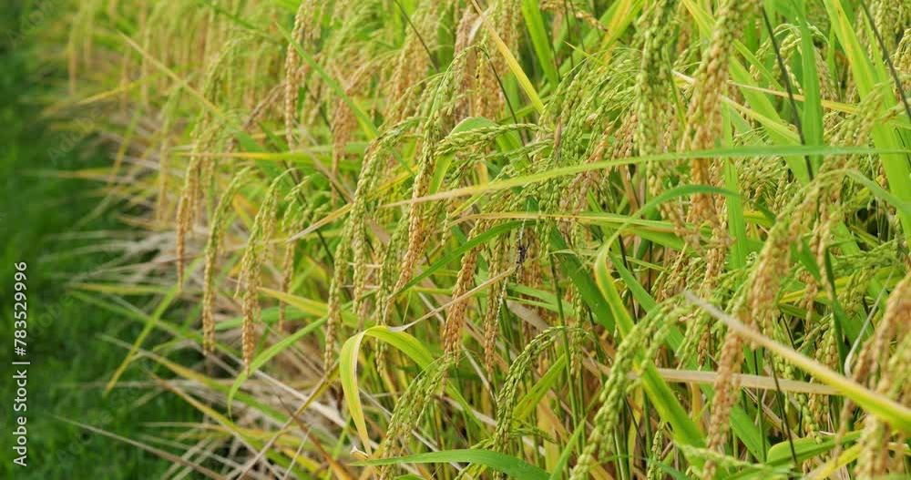 Good condition of ripening rice, seed-bearing panicles hang down ...