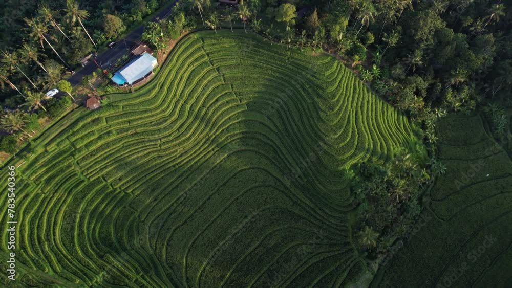 High angle aerial, captivating scene of man-made plantations that form ...