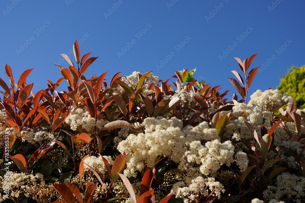 White flowers and red leaves of a blooming photinia fraseri red robin ...