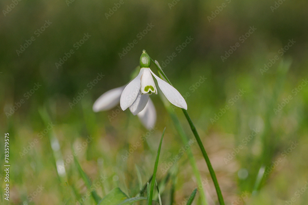 Snowdrop snowdrop, Galanthus nivalis - a plant species belonging to the ...