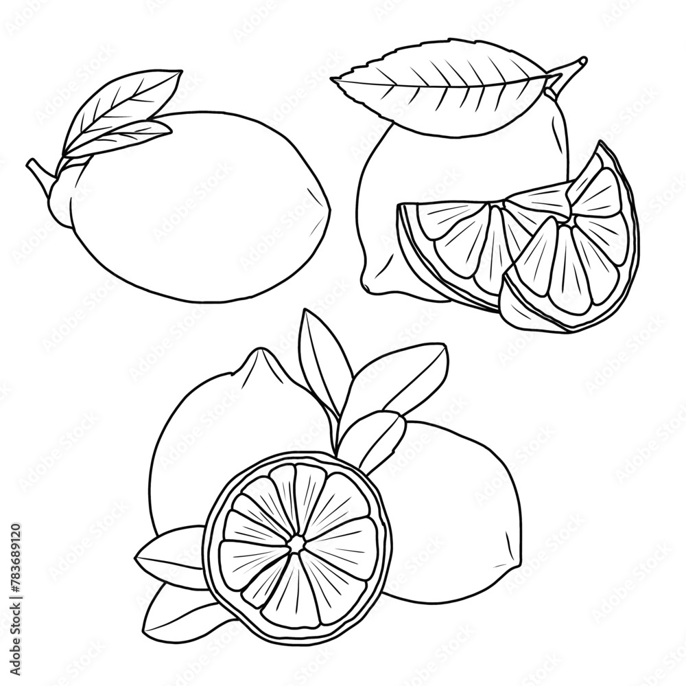 Vector drawing Illustration Hand drawn ink sketch of Lemon Fruit, Half ...