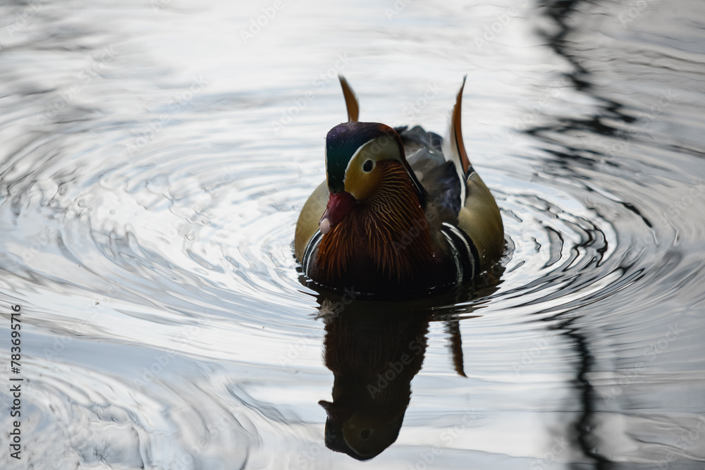 Eine Ente schwimmt in einem See, ein Vogel in seiner Natur, Ein Tier im ...