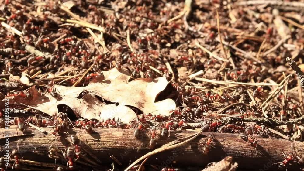 Anthill close-up, spring, ants are making their home. Forest worker ...