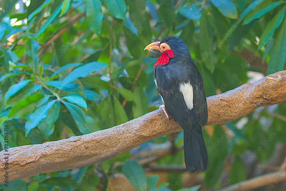 Bearded Barbet - African Barbet sitting on a branch. Barbets are near ...