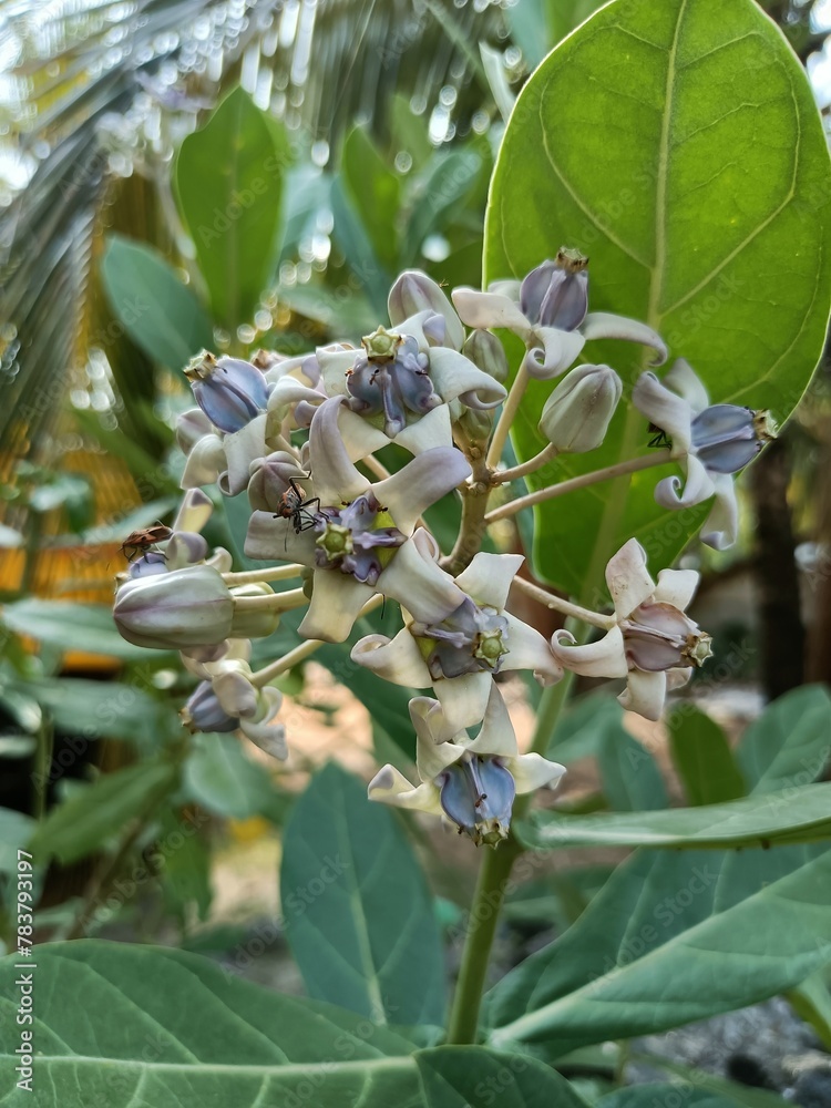 Calotropis gigantea, the crown flower, is a species of Calotropis ...