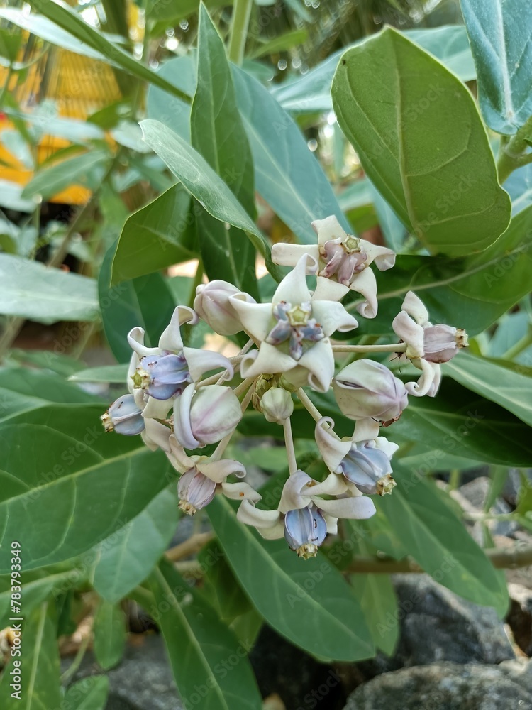 Calotropis gigantea, the crown flower, is a species of Calotropis ...