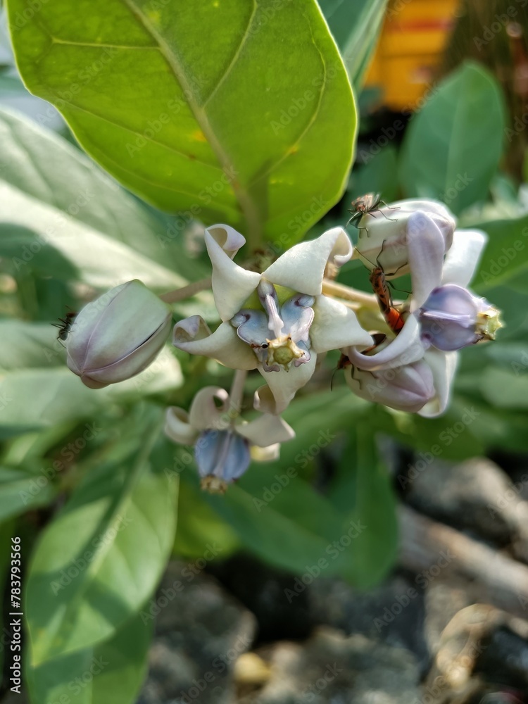 Calotropis gigantea, the crown flower, is a species of Calotropis ...
