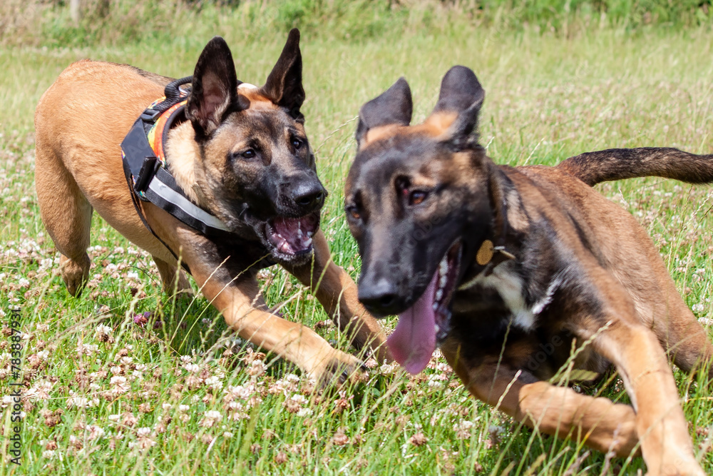 Two sibling Belgian Malinois x Dutch Herder puppies, one male and one ...